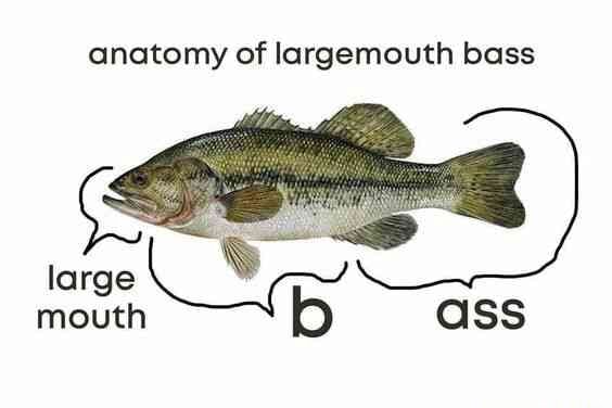 Anatomy of largemouth bass large ass large - iFunny