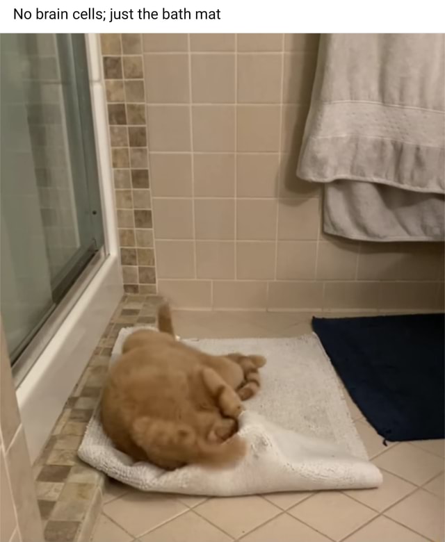 All Orange Cats Share One Brain Cell pt1 - No brain cells; just the ...