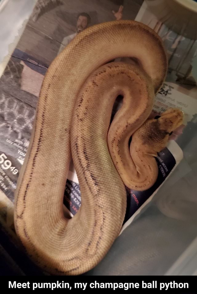 Meet pumpkin, my champagne ball python - iFunny
