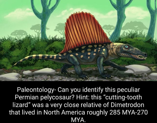 Paleontology- Can you identify this peculiar Permian pelycosaur? Hint ...