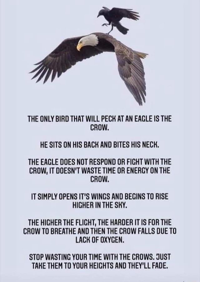 THE ONLY BIRD THAT WILL PECH AT AN EAGLE IS THE CROW. HE SITS ON HIS ...