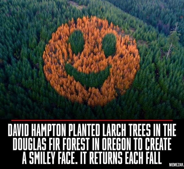 DAVID HAMPTON PLANTED LARCH TREES IN THE DOUGLAS FIR FOREST IN OREGON ...