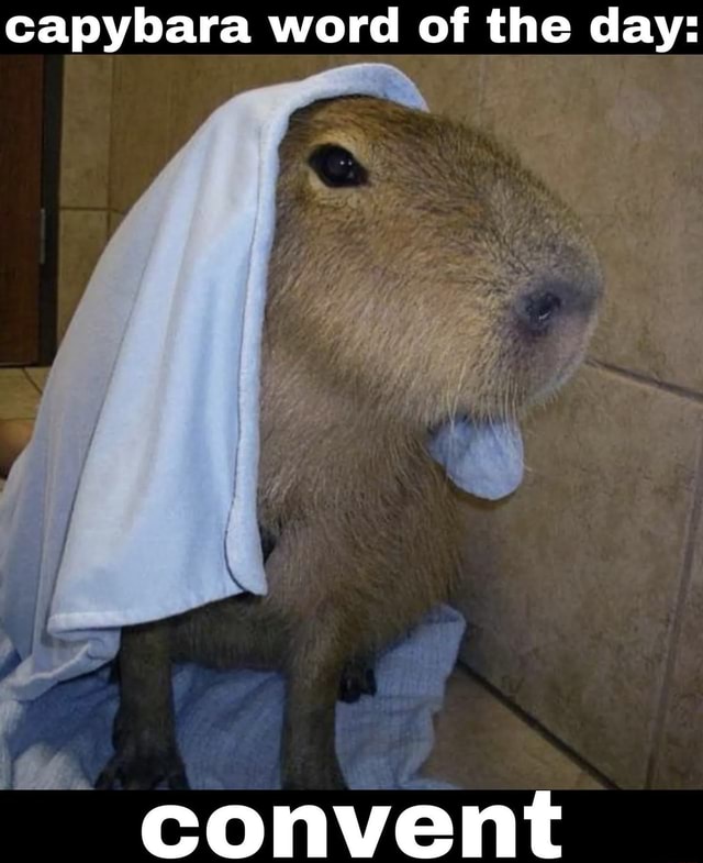 Capybara word of the day: convent - iFunny