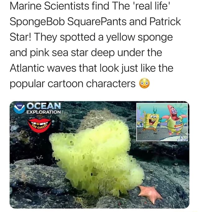 Marine Scientists find The 'real life' SpongeBob SquarePants and ...
