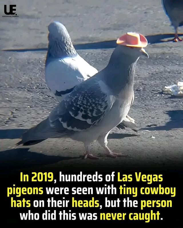 In 2019, hundreds of Las Vegas pigeons were seen with tiny cowboy hats ...