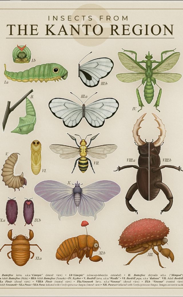 [NS O M THE KANTO REGION Burterfree larva, (lateral view) xtended ...