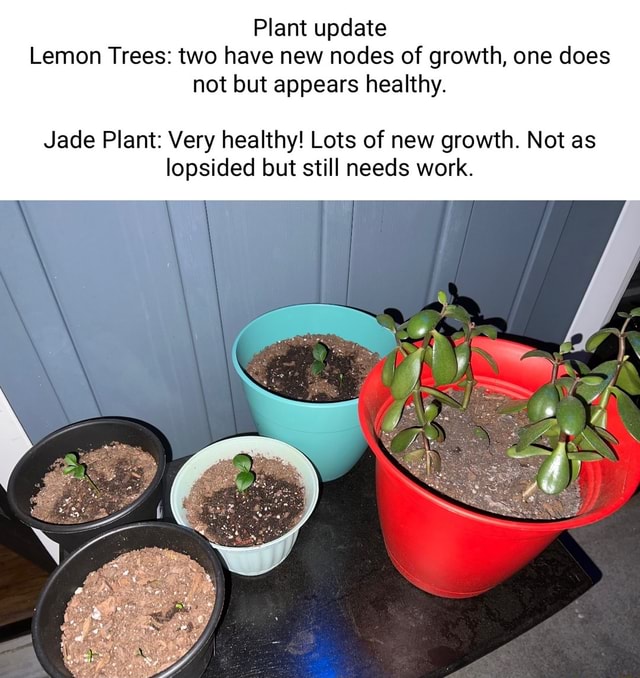 Plant update Lemon Trees: two have new nodes of growth, one does not ...