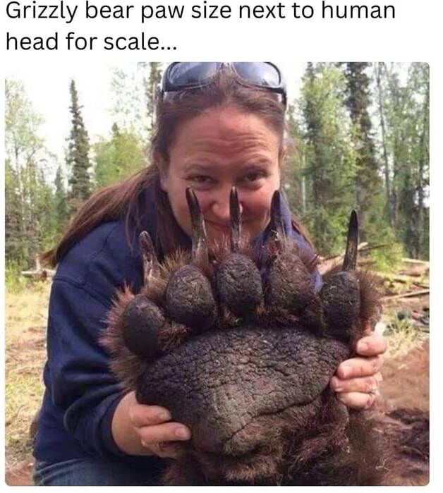 Grizzly bear paw size next to human head for scale... - America’s best ...