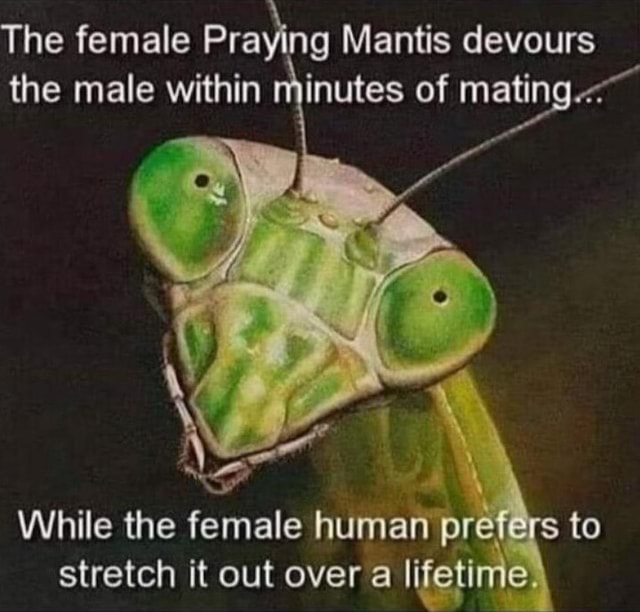 The female Praying Mantis devours the male within minutes of mating ...