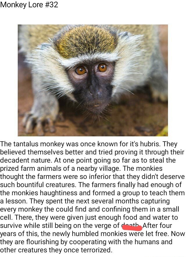 Monkey Lore #32 The tantalus monkey was once known for it's hubris ...