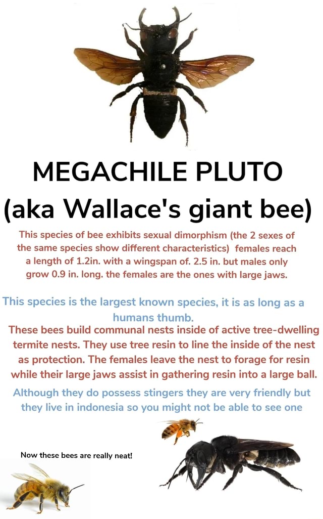 MEGACHILE PLUTO (aka Wallace's giant bee) This species of bee exhibits ...