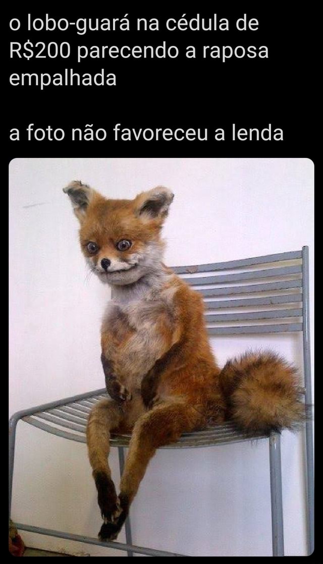 O lobo-guará na cédula de parecendo a raposa empalhada a foto não ...