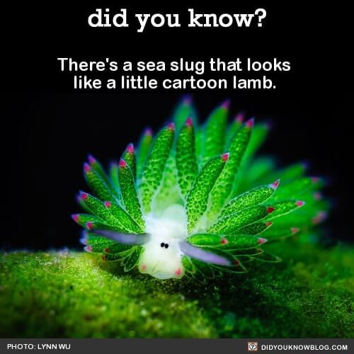 Did you know? There's a sea slug that looks like a little cartoon lamb ...