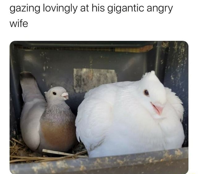 Gazing lovingly at his gigantic angry wife - iFunny