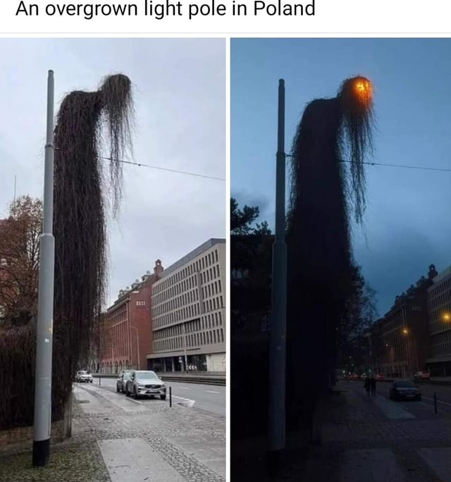An overgrown light pole in Poland - iFunny
