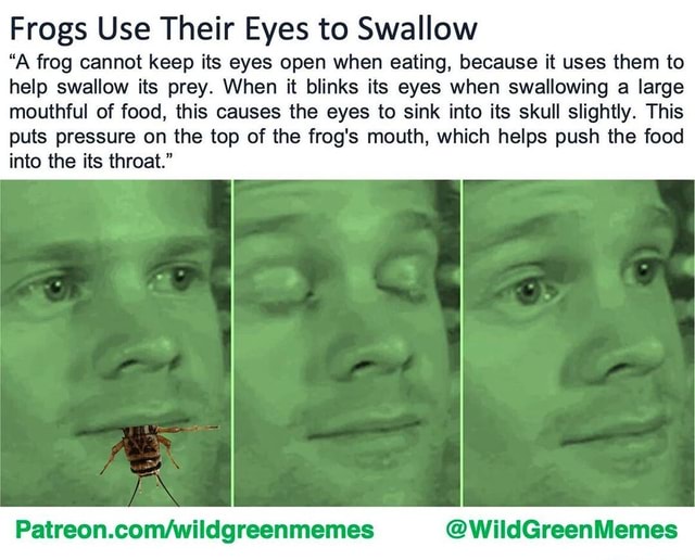 🐸 Meme by @beingevolved - Frogs Use Their Eyes to Swallow "A frog ...