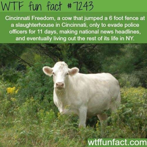 WTF fun fact Cincinnati Freedom, a cow that jumped a 6 foot fence at a ...