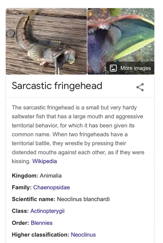 More images Sarcastic fringehead
