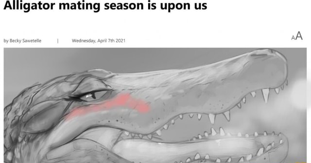 Alligator mating season Is upon us by Becky Sawetelle Wednesday, April ...