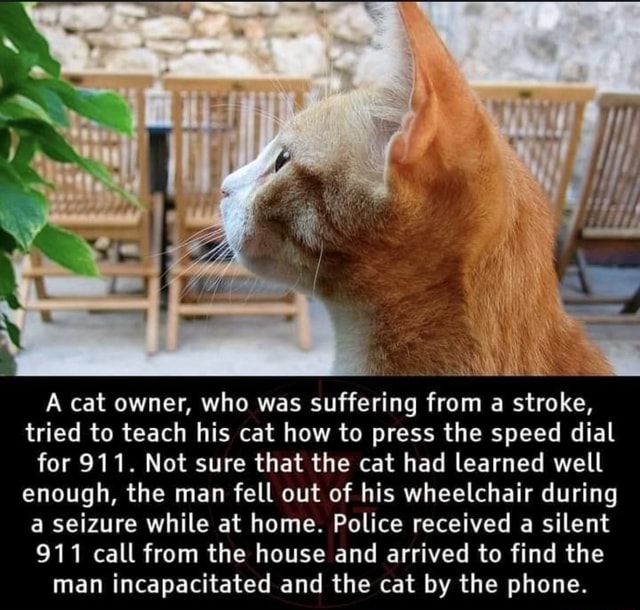 LS A cat owner, who was suffering from a stroke, tried to teach his cat ...