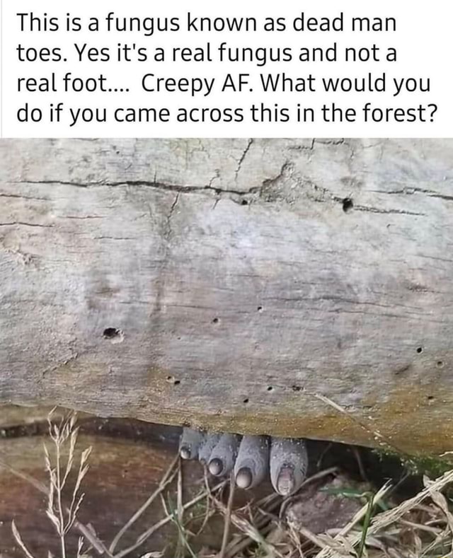 This is a fungus known as dead man toes. Yes it's a real fungus and ...