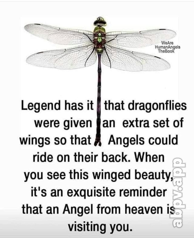 Legend has it that dragonflies were given fan extra set of wings so ...