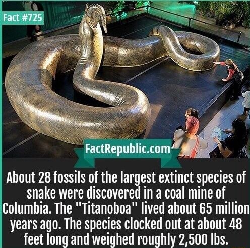 About 28 fossils of the largest extinct species of snake were ...