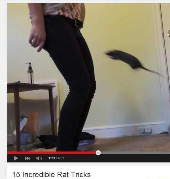 15 Incredible Rat Tricks Ifunny