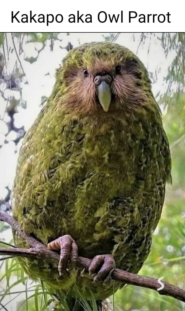 Kakapo aka Owl Parrot - America’s best pics and videos