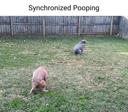 Synchronized Pooping - iFunny