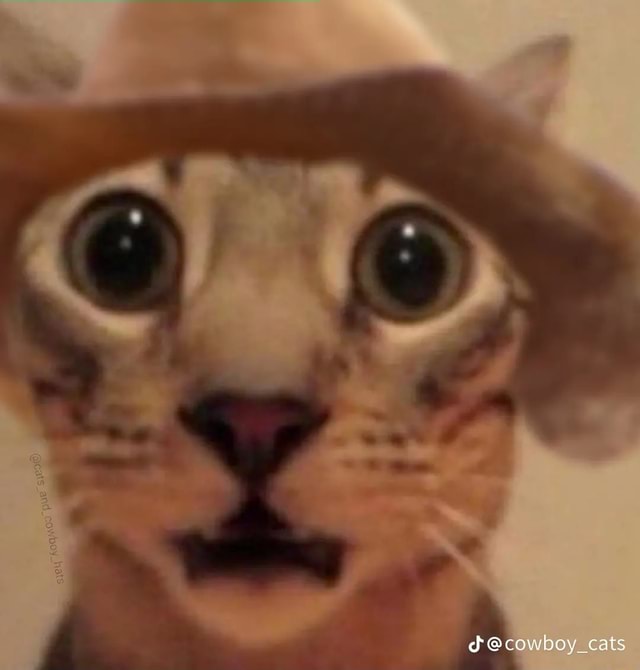 Dd @cowboy cats - iFunny