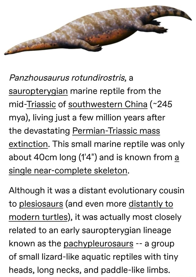 Panzhousaurus rotundirostris, a saurogterygian marine reptile from the ...