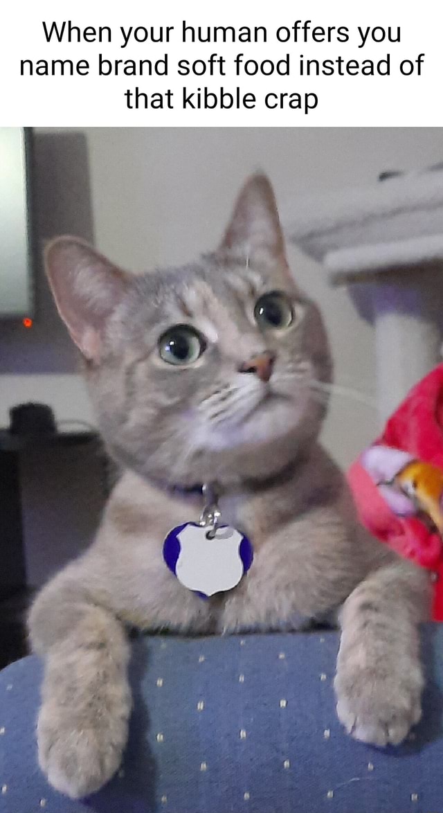 When your human offers you name brand soft food instead of that kibble ...