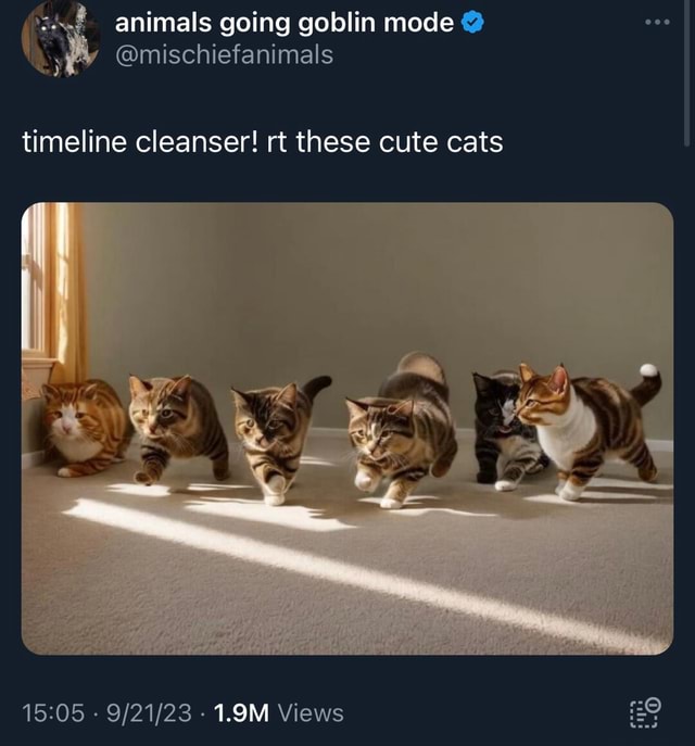 Animals going goblin mode timeline cleanser! rt these cute cats Be - 1 ...