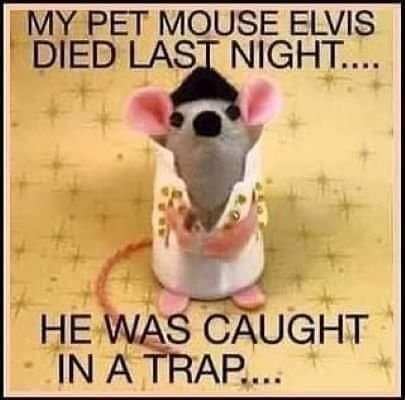 MY PET MOUSE ELVIS "DIED LAST NIGHT... HE WAS CAUGHT NA TRAP ...