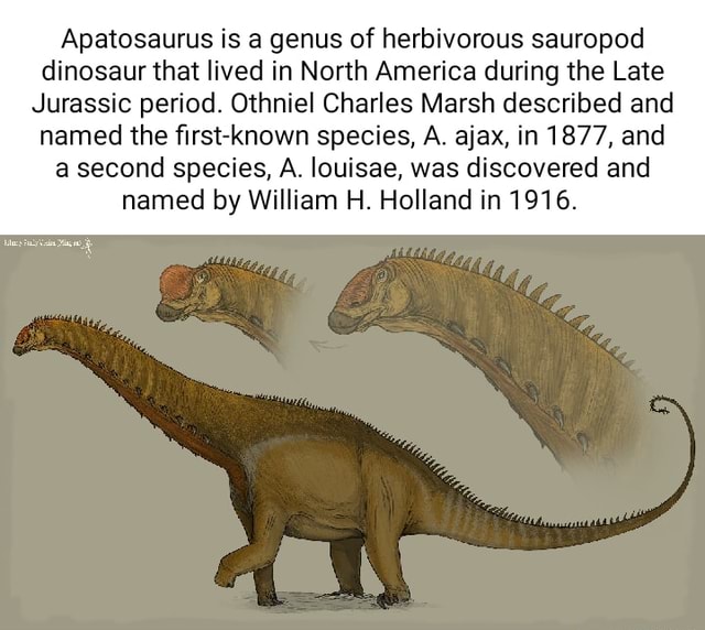 Apatosaurus is a genus of herbivorous sauropod dinosaur that lived in ...