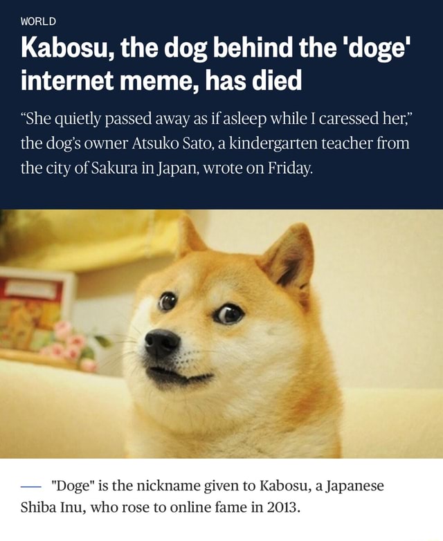 WORLD Kabosu, the dog behind the 'doge' internet meme, has died "She ...