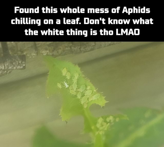 Found this whole mess of Aphids chilling on a leaf. Don't know what the ...