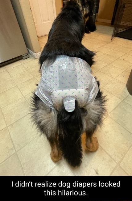 I didn't realize dog diapers looked this hilarious. - iFunny