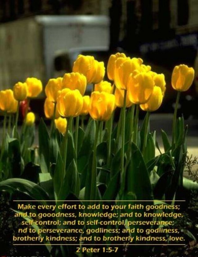 Make every effort to add to your faith goodne gooodness, knowledge: and ...