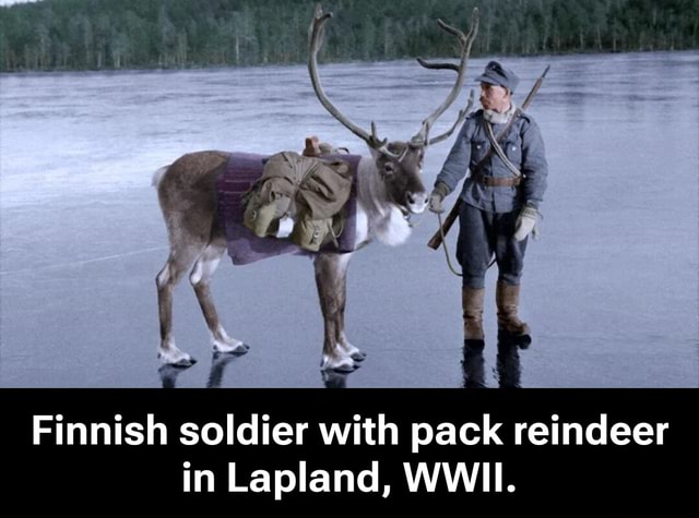 Finnish soldier with pack reindeer in Lapland, WWII. - iFunny