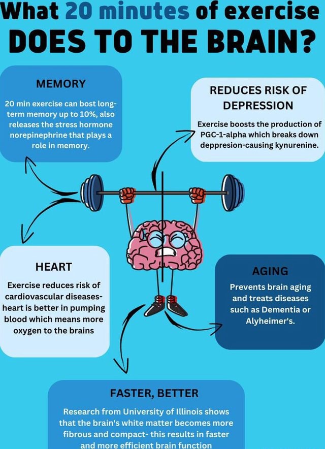 What 20 minutes of exercise DOES TO THE BRAIN? REDUCES RISK OF ...
