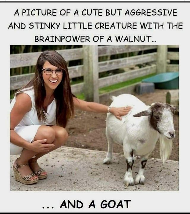 A PICTURE OF A CUTE BUT AGGRESSIVE AND STINKY LITTLE CREATURE WITH THE ...