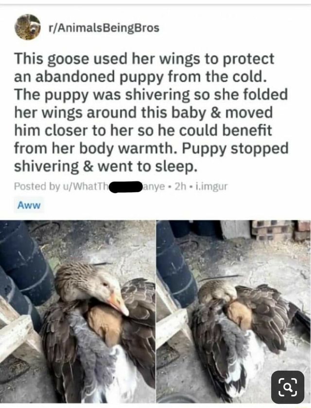 This goose used her wings to protect an abandoned puppy from the cold ...