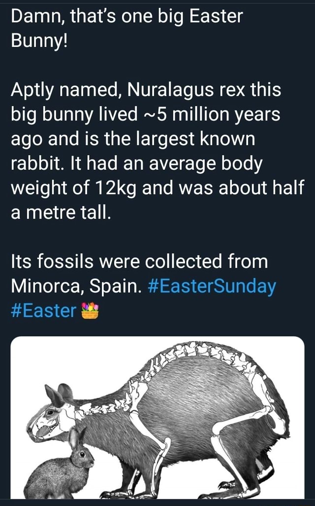 Damn, that's one big Easter Bunny! Aptly named, Nuralagus rex this big ...