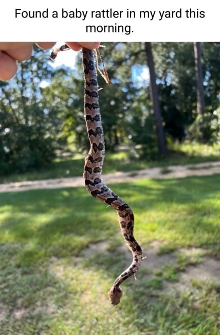Found a baby rattler in my yard this morning. - iFunny