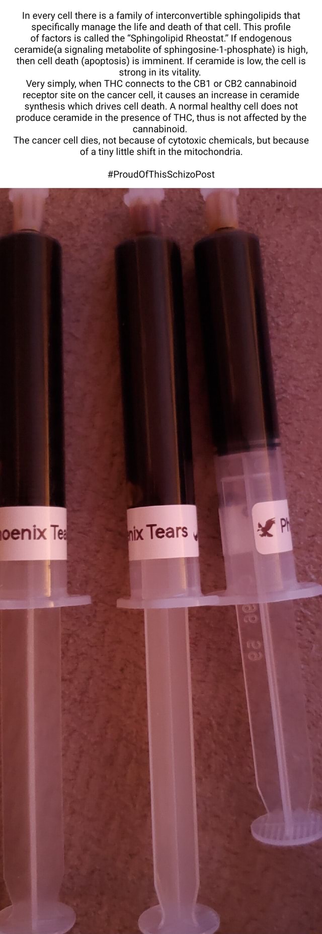 In every cell there is a family of interconvertible sphingolipids that ...