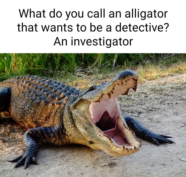 What do you call an alligator that wants to be a detective? An ...