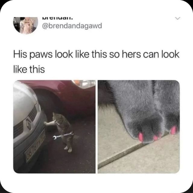 His paws look like this so hers can look like this - iFunny