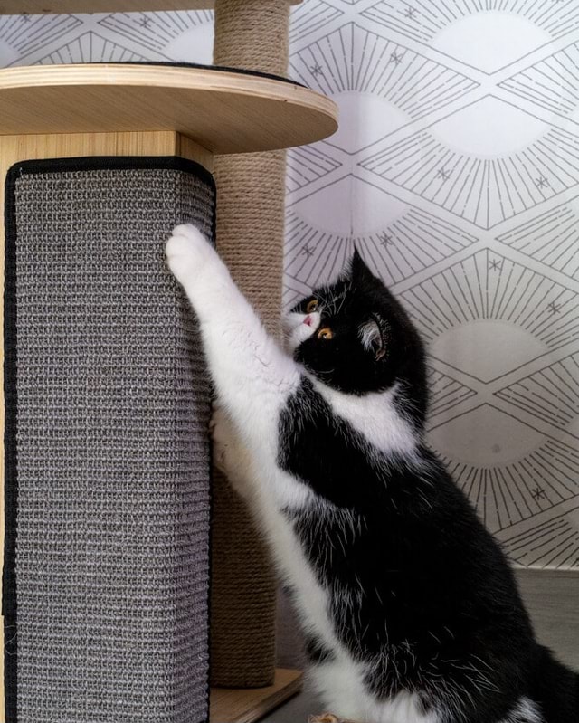 Fish have to swim, cats have to scratch - and climb, and nap! The ...